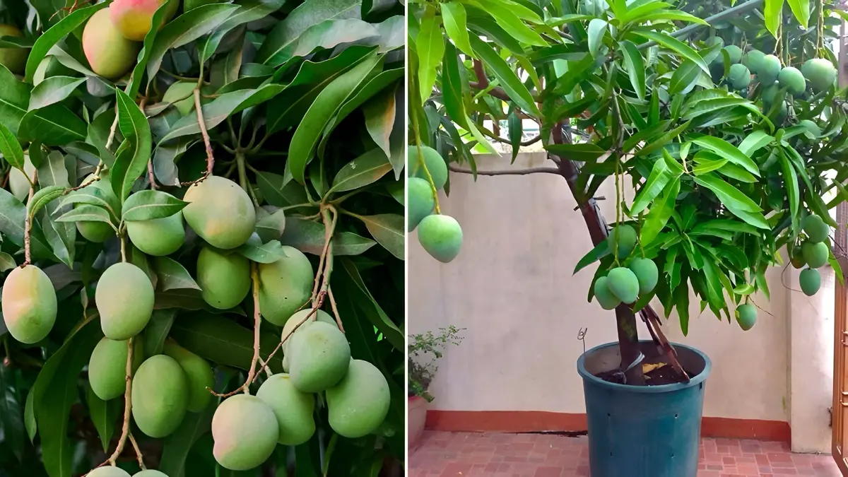 Grow Mango Tree in a Pot in 2026: Fast Growth Hacks for Balcony ...