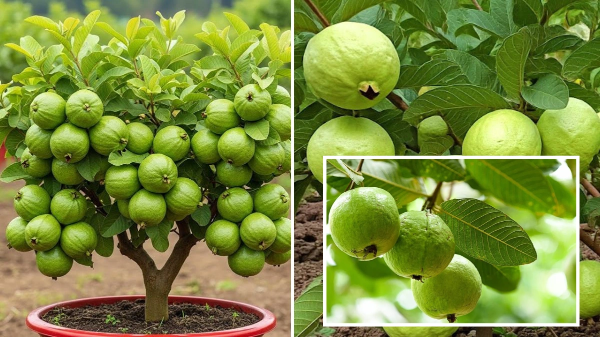 How to Grow Guava Successfully: Easy Sun, Soil and Water Hacks That ...