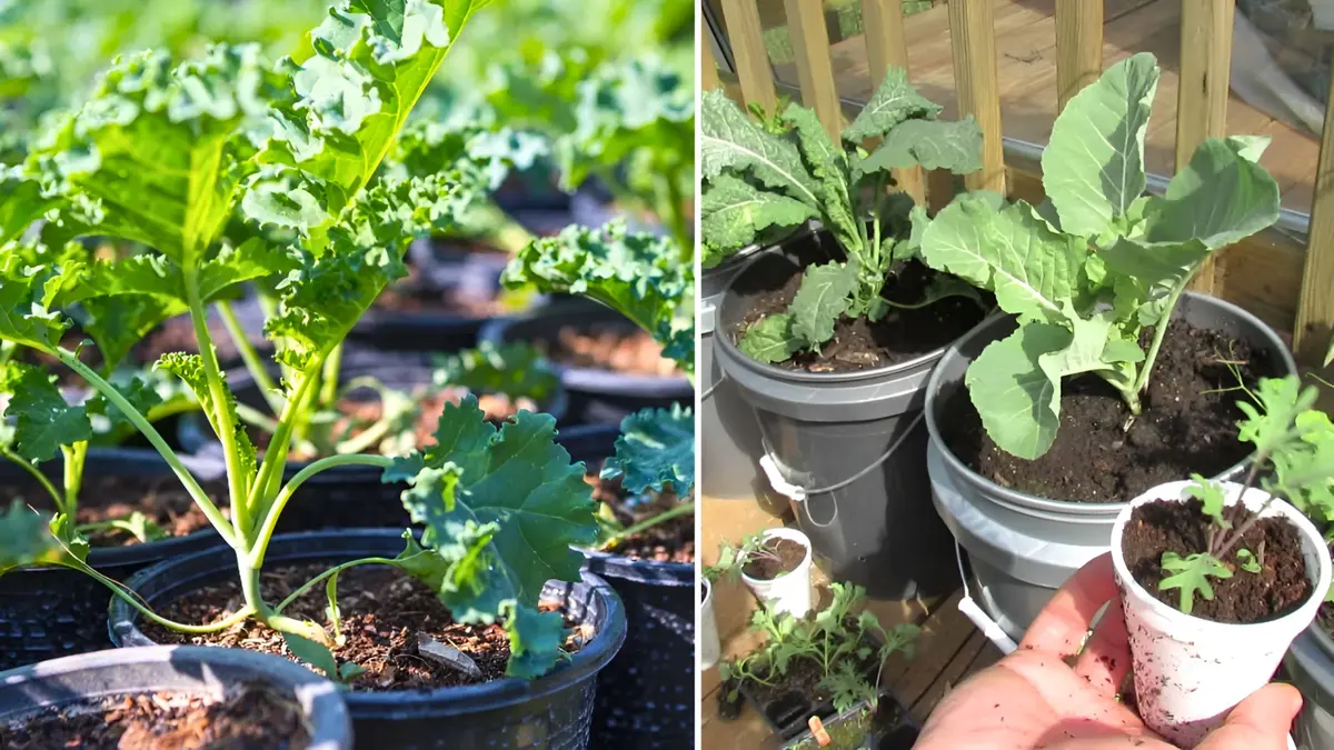 Urban Gardening 2026: How to Grow Kale in Containers, Balconies ...