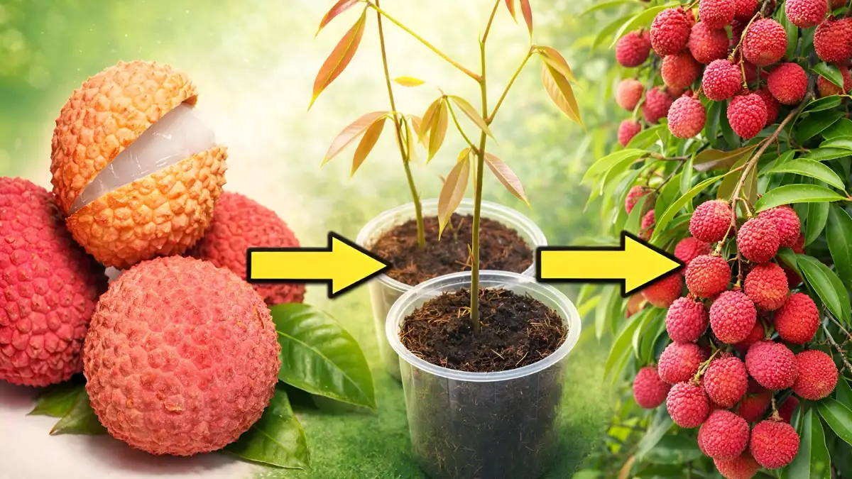 2026 Easy Lychee Gardening: Grow Dwarf Litchi Trees in Pots & Harvest ...