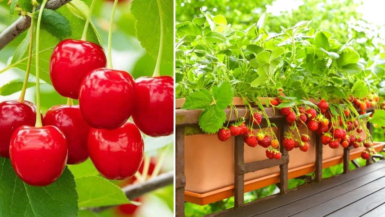 Cherry Container Gardening 2026: Grow Sweet Fruits in Pots with Smart ...