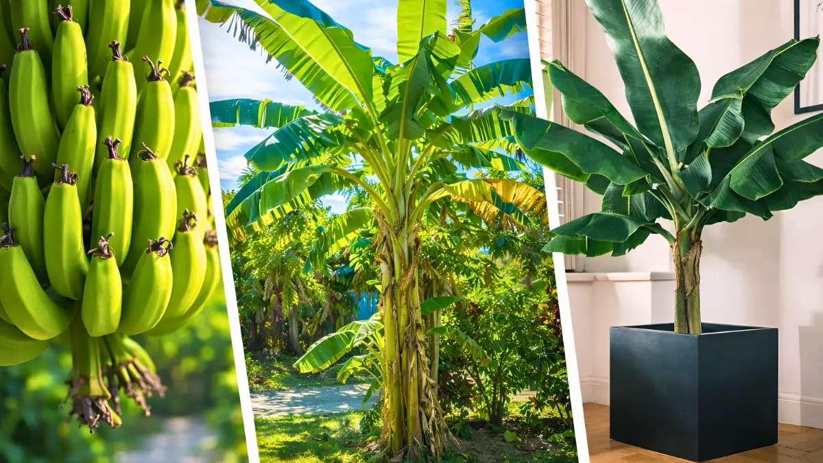Grow Banana Trees in Pots 2026: Ultimate Guide for Juicy Fruits at Home ...
