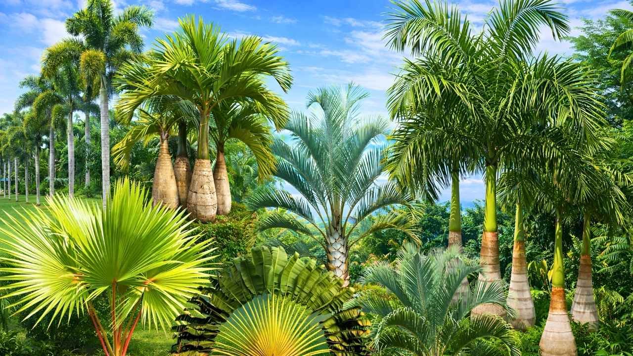 Palm Tree Plants for Home & Farm 2026: Exotic Hybrid Palms with Fast ...