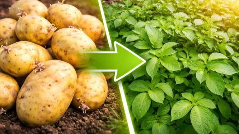 PotatoPro 2026 Complete Guide: Global Potato Industry News, Market ...